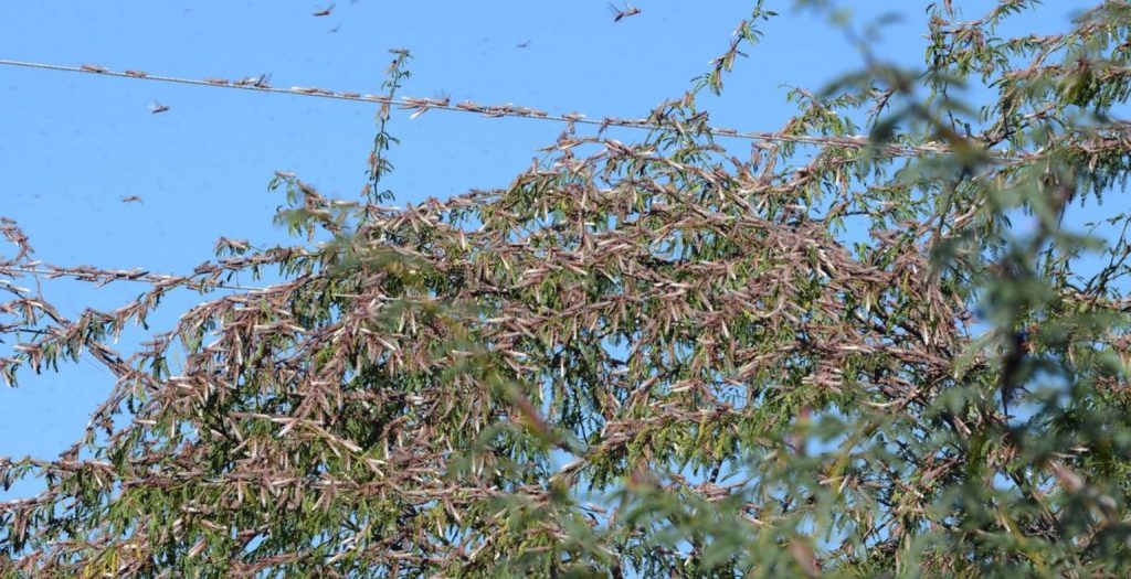 Kenyan farmers worried as locust swarms invade parts of Mwingi – Maravi ...