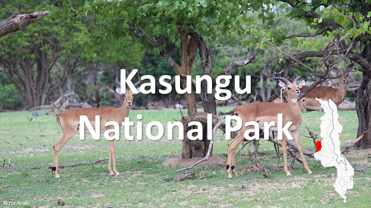 Historic translocation of zebra and waterbuck to Kasungu National Park ...