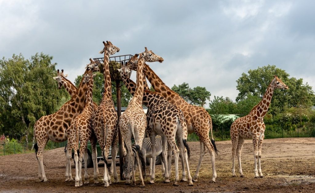 Dwarf giraffe discovered in Namibia – Maravi Express – Your Kind of ...