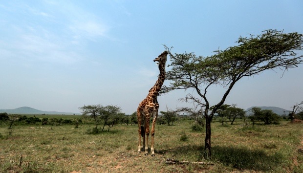 Dwarf giraffe discovered in Namibia – Maravi Express – Your Kind of ...