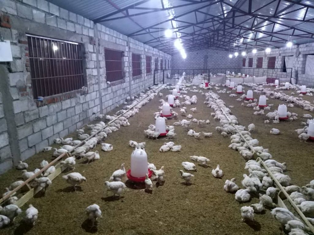 Government to enforce restriction on mass live chickens distribution by ...