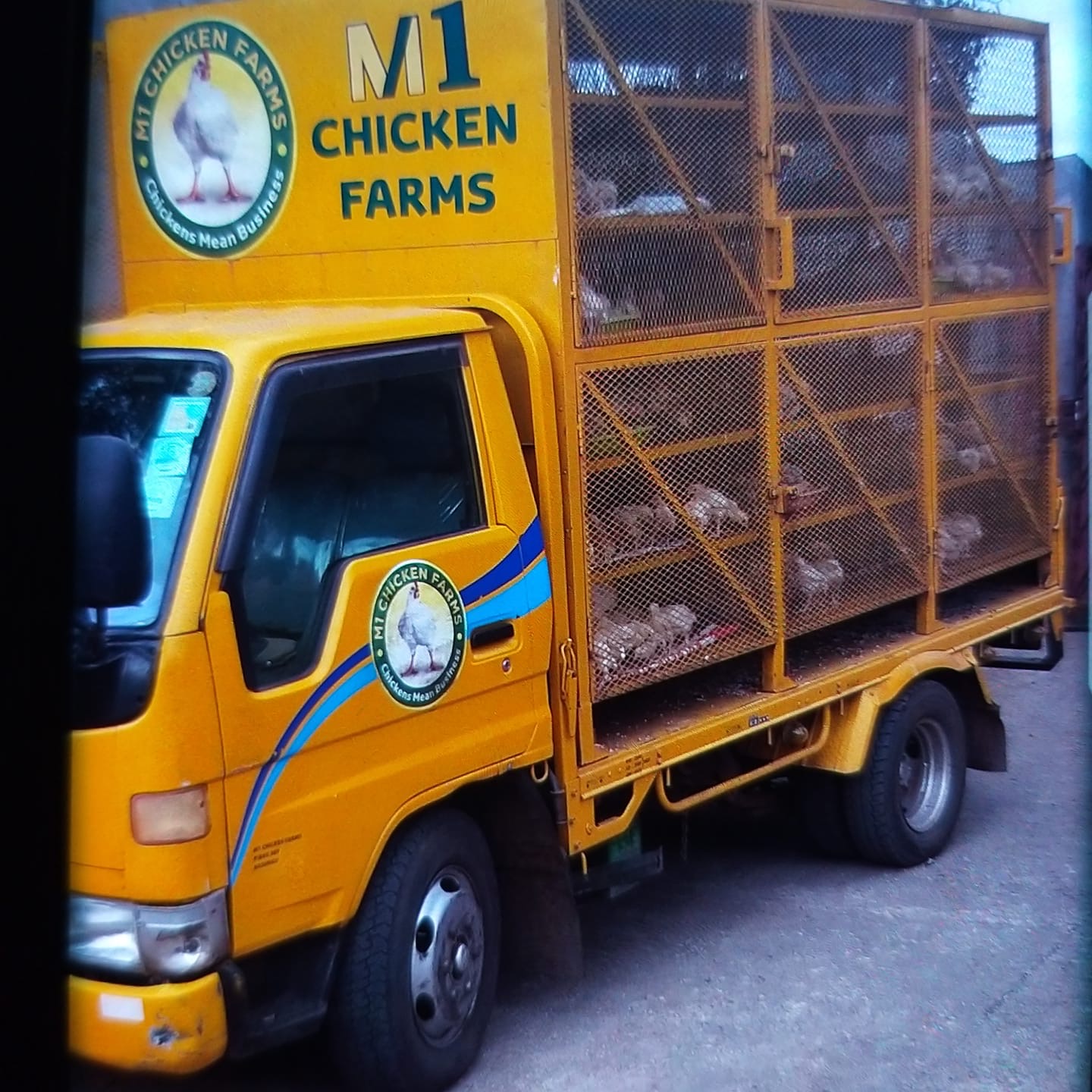 Government to enforce restriction on mass live chickens distribution by ...