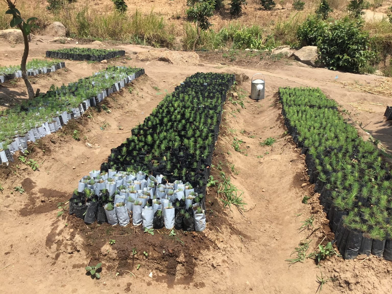 Ndirande compost fertilizer manufacturers take waste disposal campaign ...