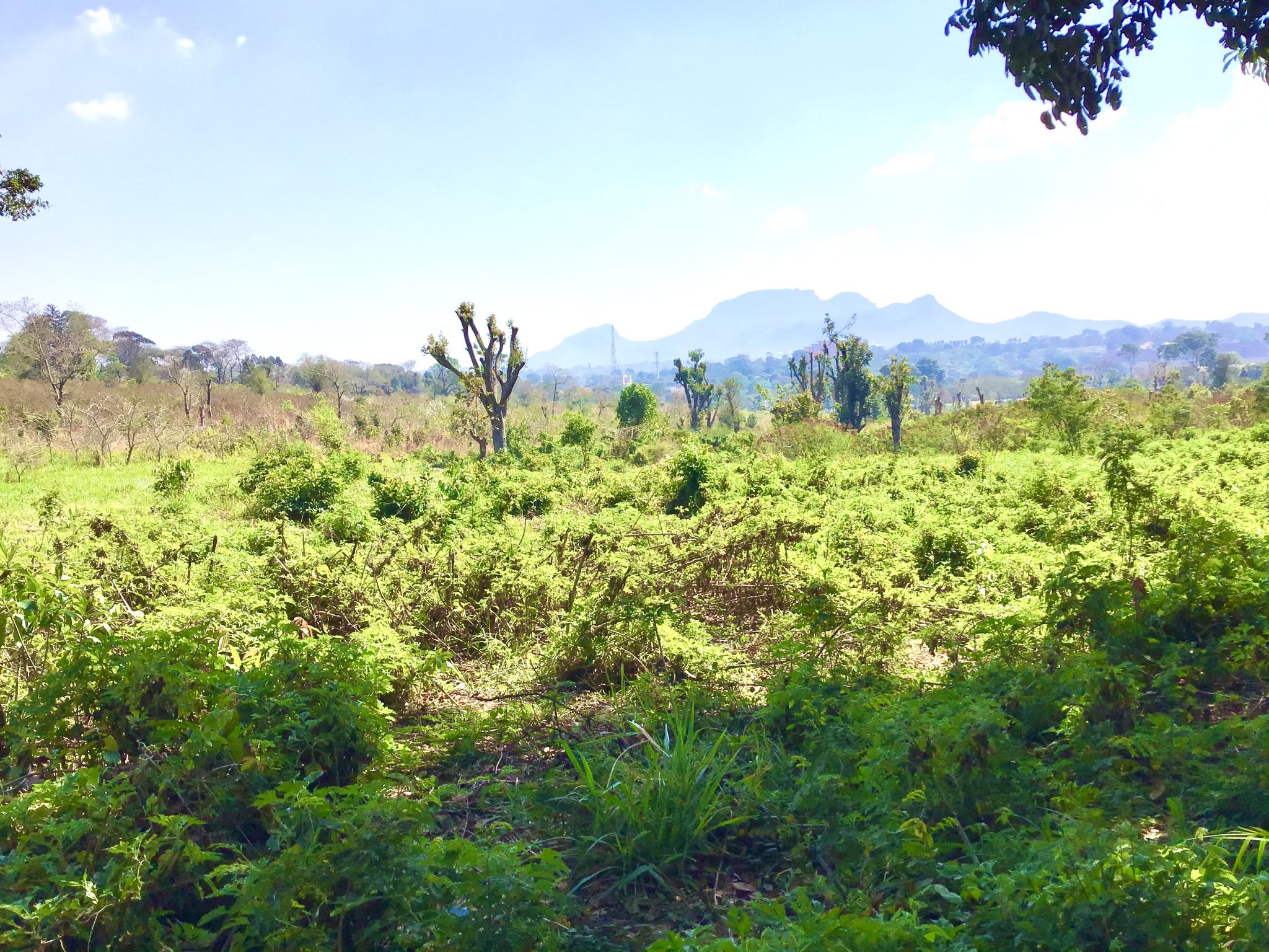 Alarming indiscriminate deforestation of Njamba Park prompts ...
