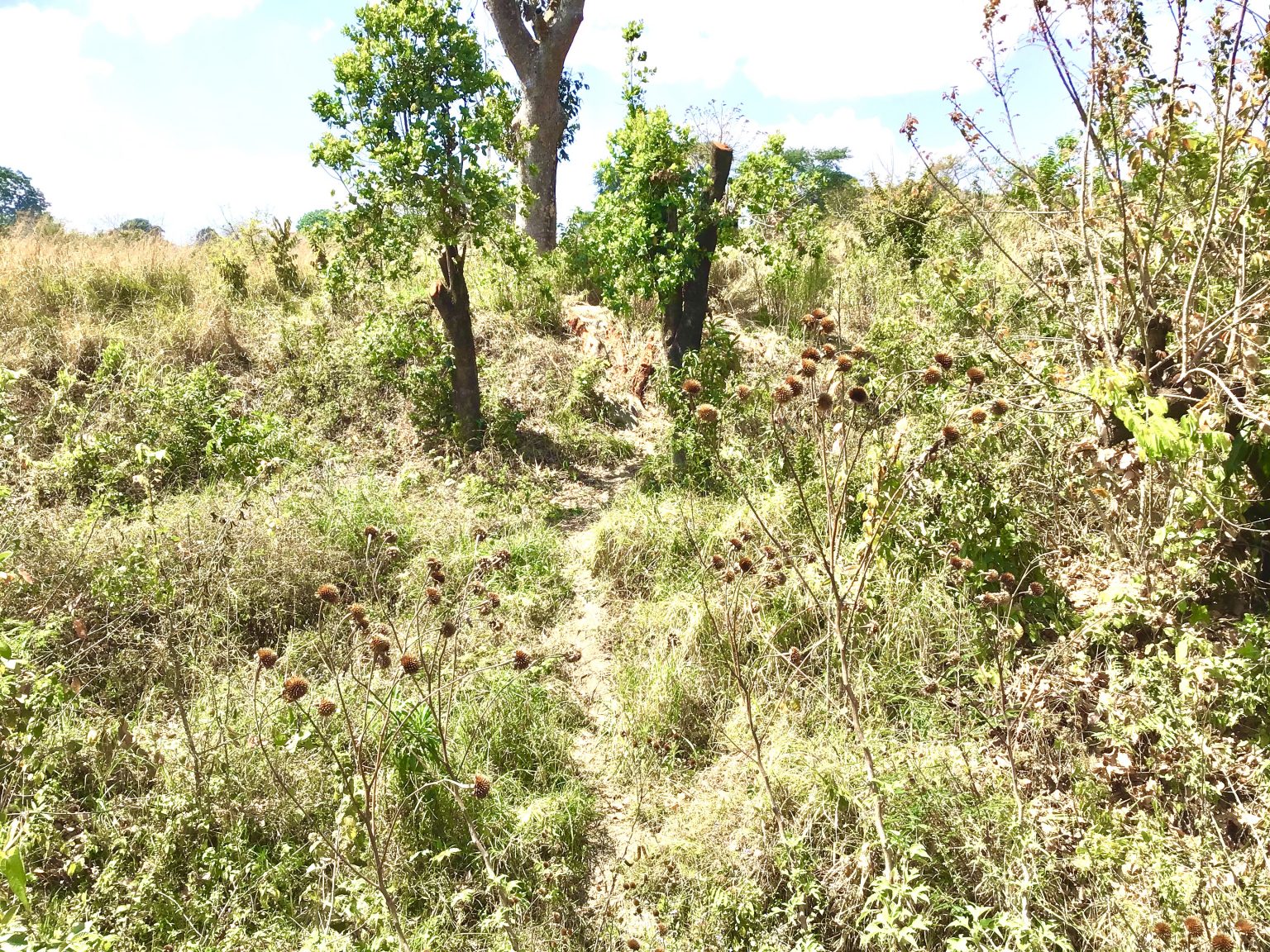 Alarming indiscriminate deforestation of Njamba Park prompts ...