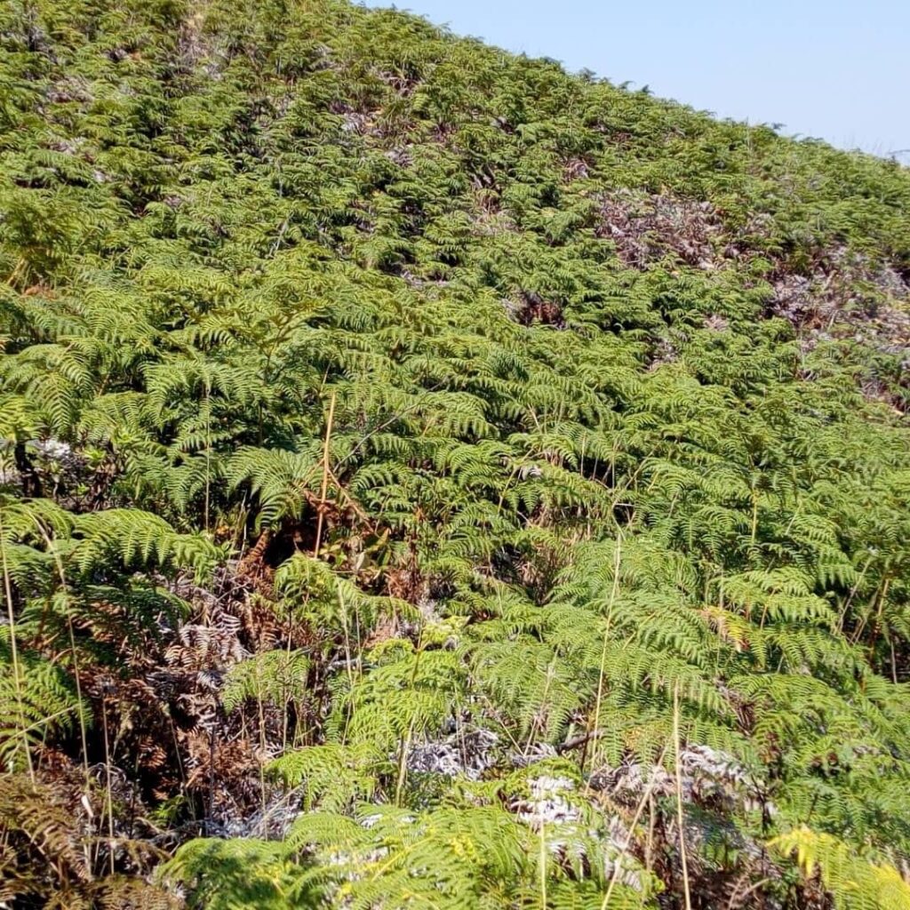 Ministry of Natural Resources launches special publications to ...