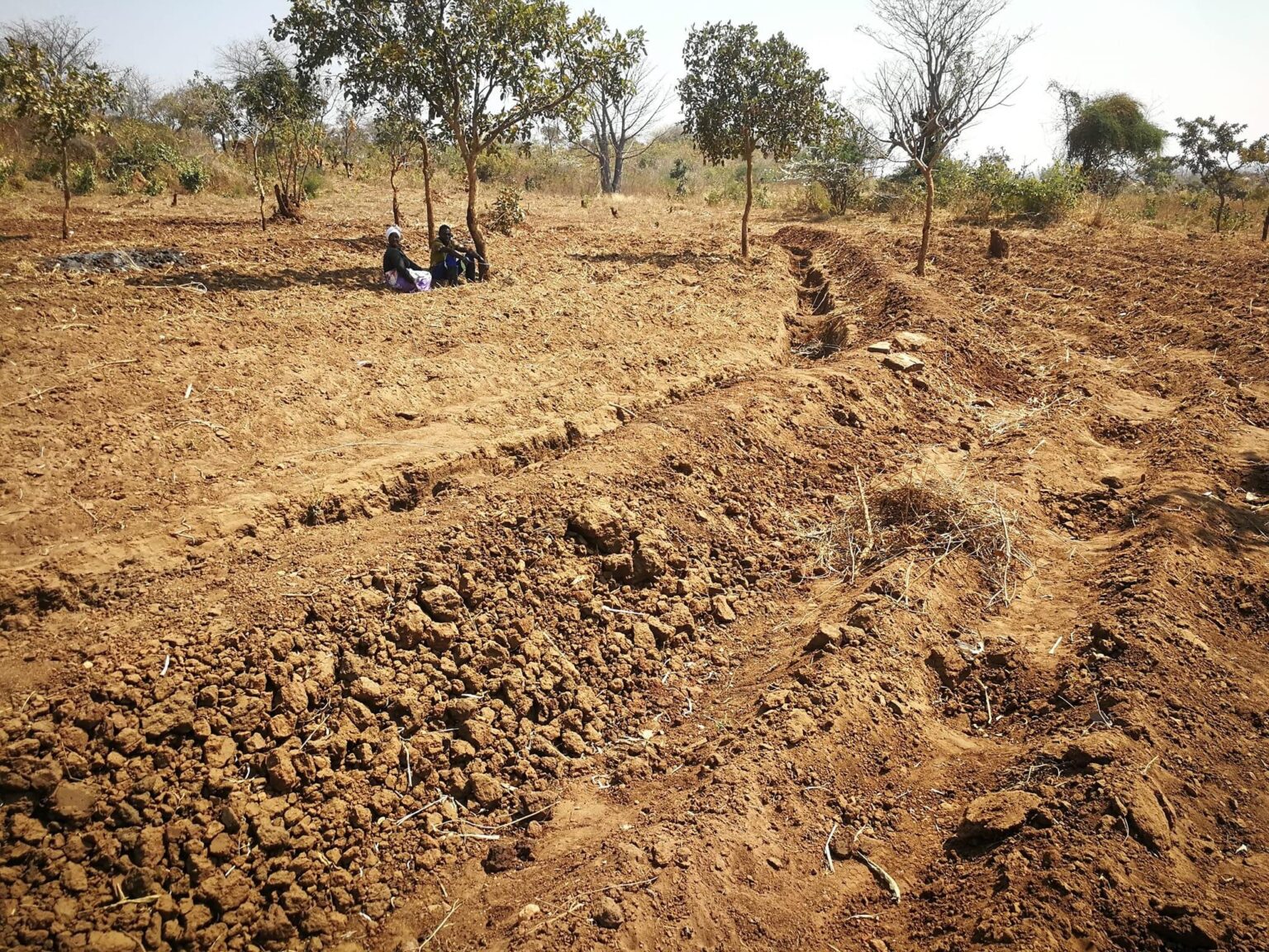 MWASIP assisting towards restoration of 10,334 hectares of degraded ...