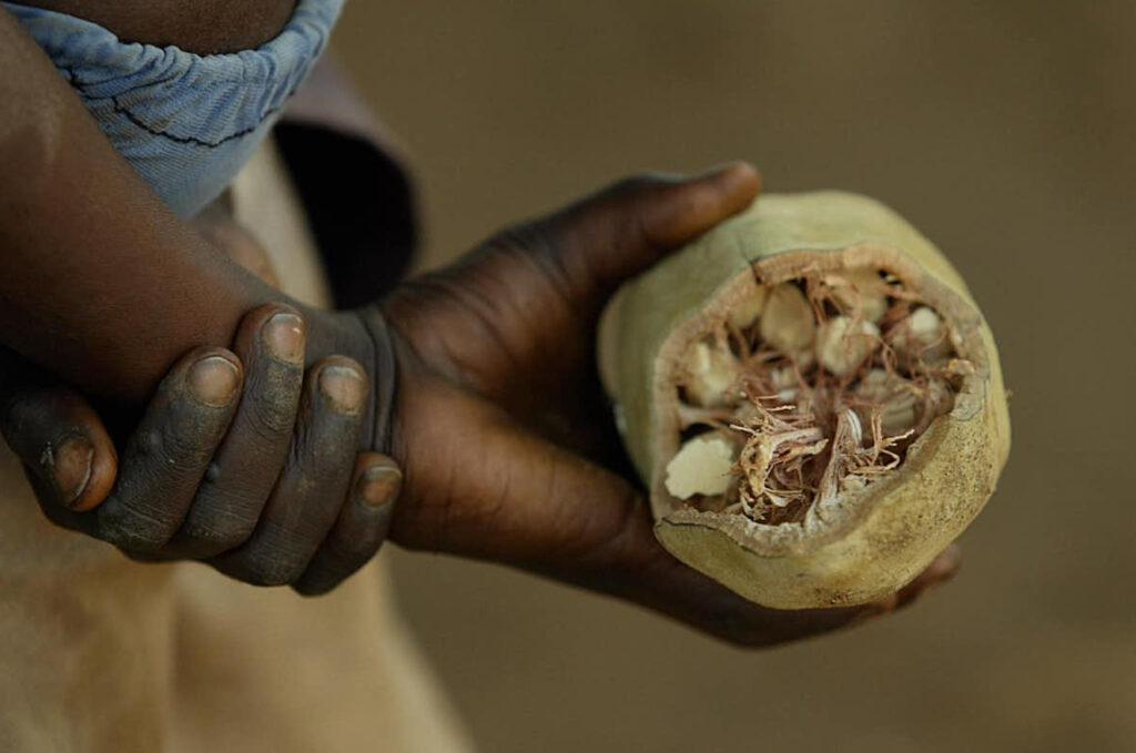 The Baobab tree is on growing global demand and “that’s bad news for ...