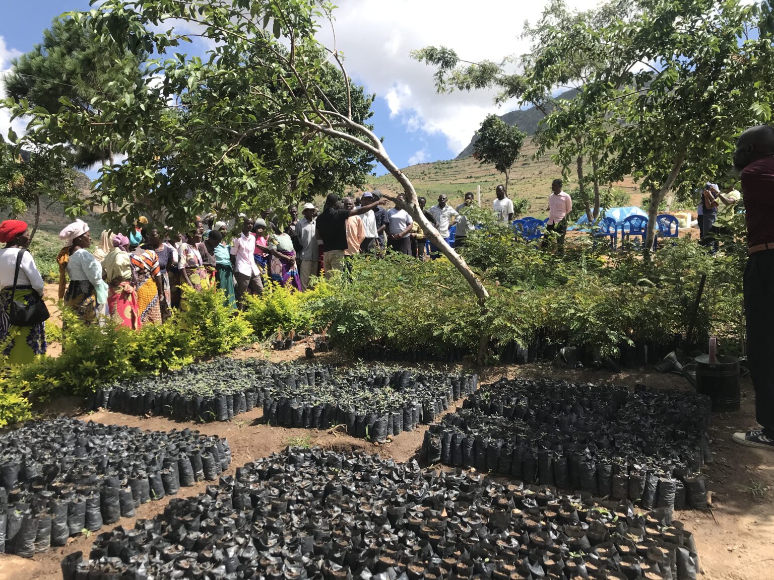 ‘Despite its sad state of deforestation, Ndirande Mountain is still ...